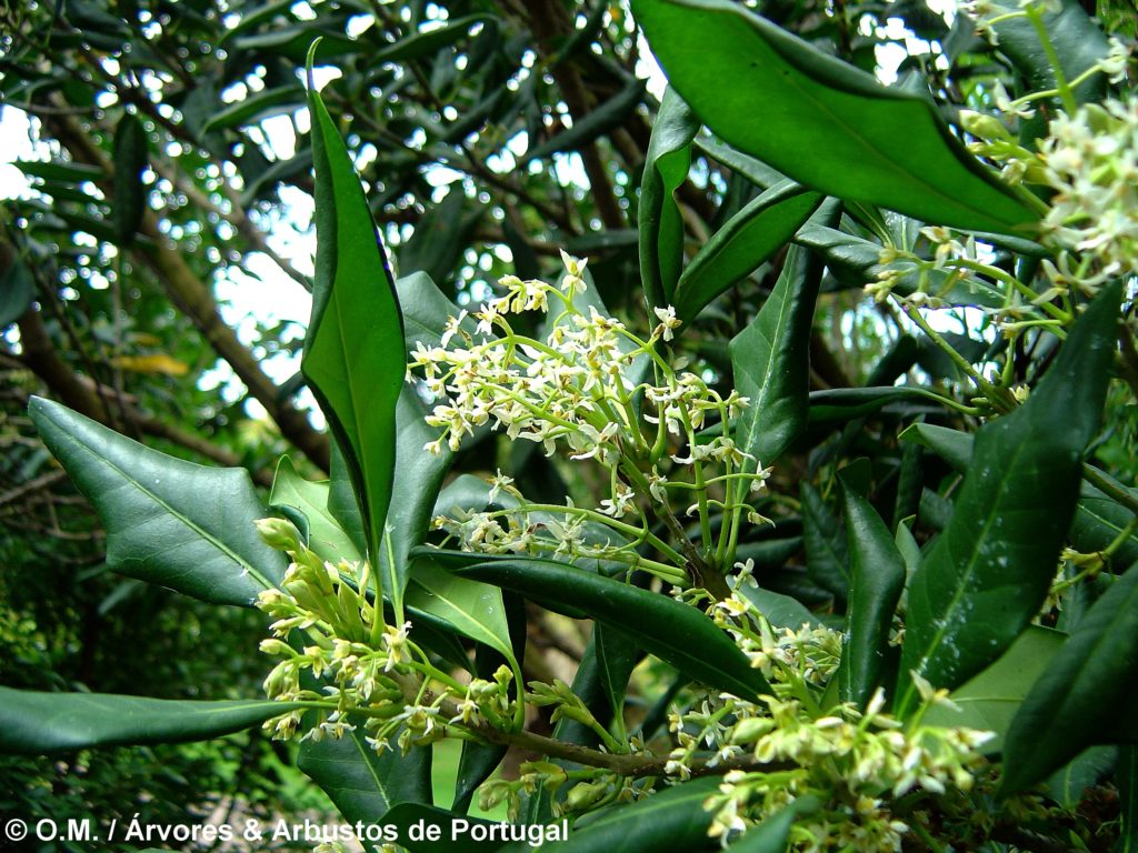Picconia excelsa - Pau-branco - Árvores e Arbustos de Portugal