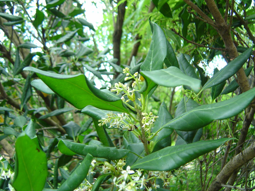 Picconia excelsa - Pau-branco - Árvores e Arbustos de Portugal