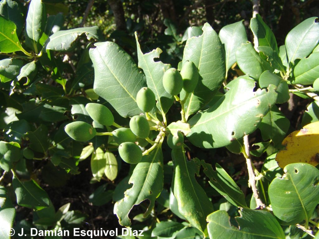 Picconia excelsa - Pau-branco - Árvores e Arbustos de Portugal