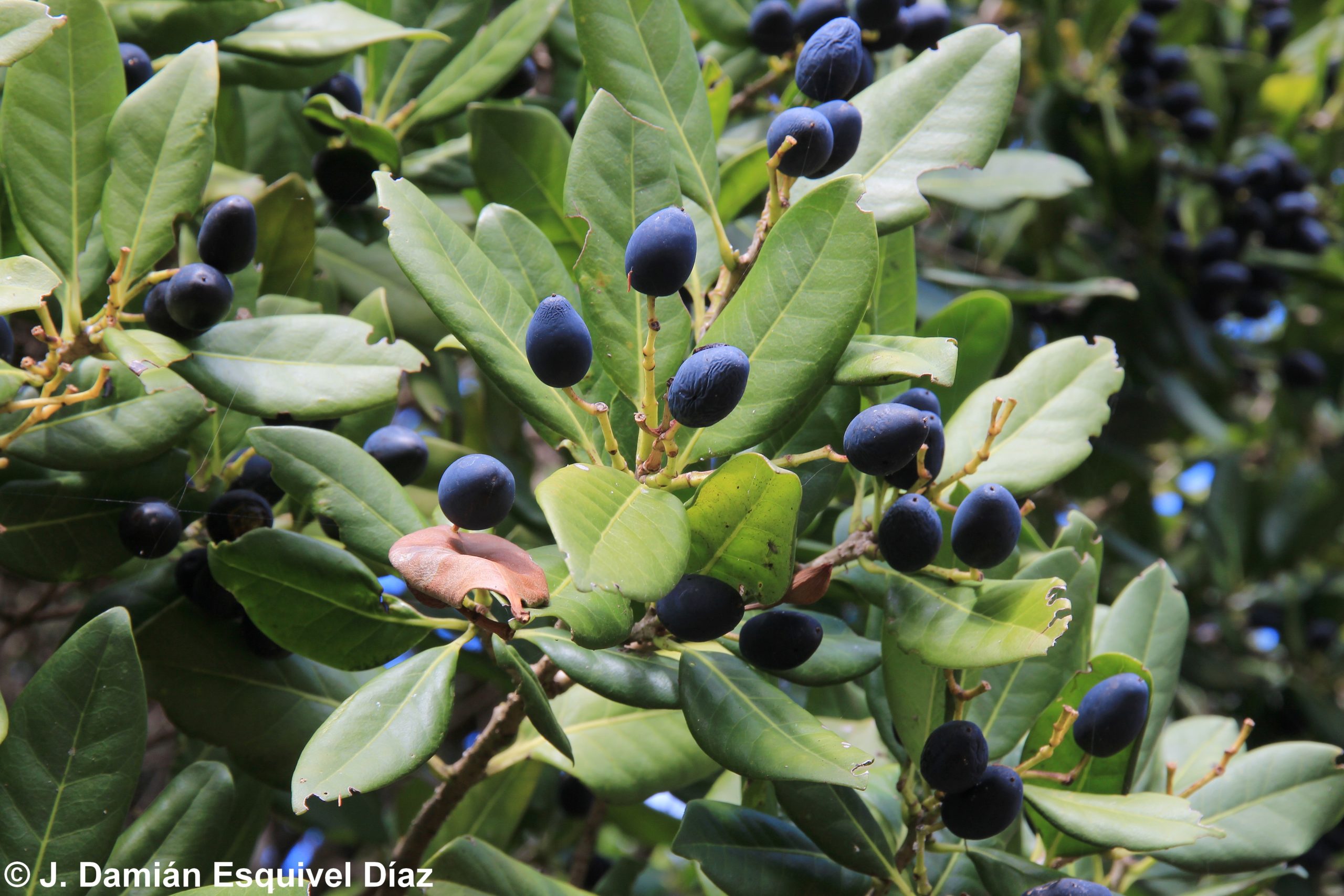 Picconia excelsa - Pau-branco - Árvores e Arbustos de Portugal