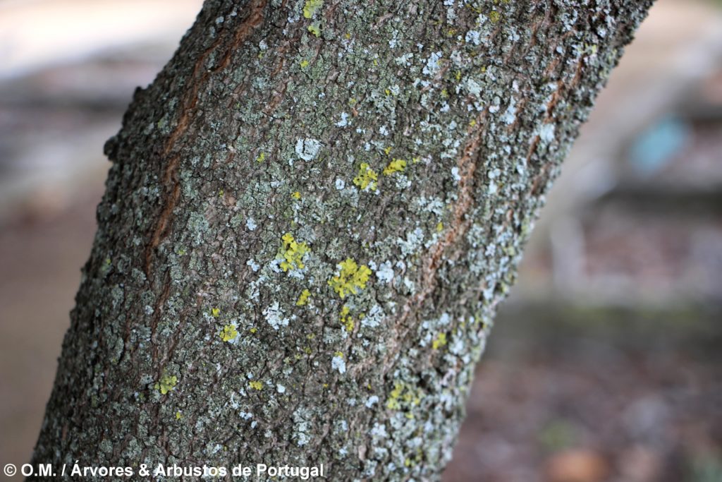 Picconia excelsa - Pau-branco - Árvores e Arbustos de Portugal