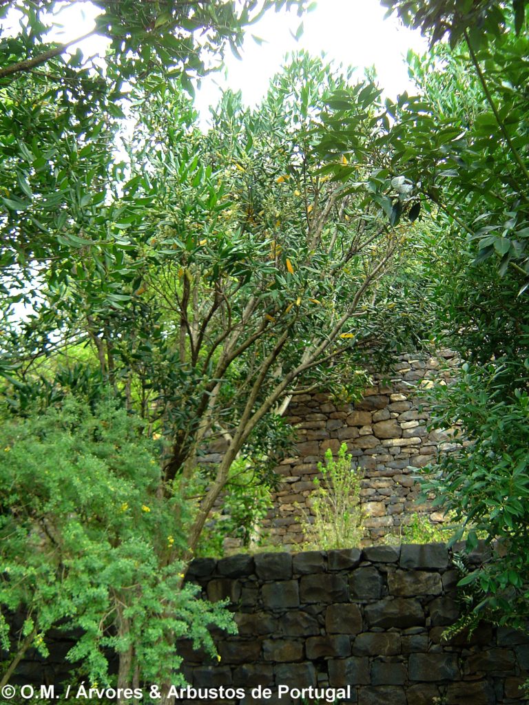 Picconia excelsa - Pau-branco - Árvores e Arbustos de Portugal