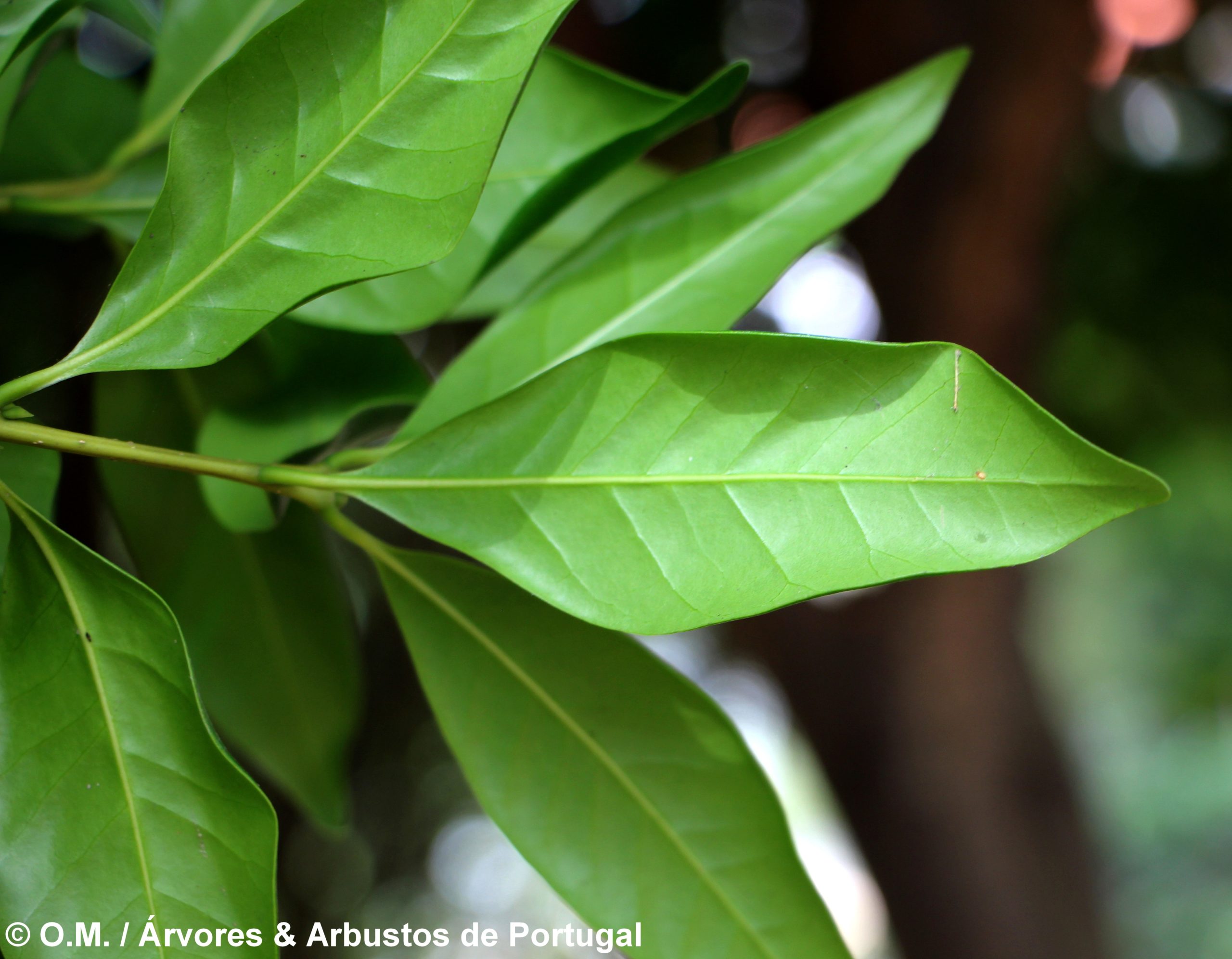 Picconia excelsa - Pau-branco - Árvores e Arbustos de Portugal