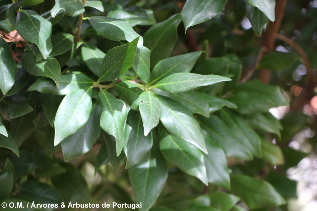 Picconia excelsa - Pau-branco - Árvores e Arbustos de Portugal
