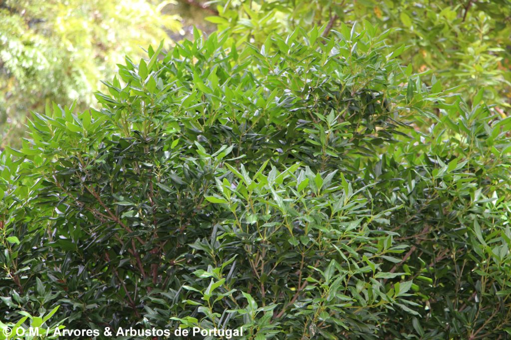 Picconia excelsa - Pau-branco - Árvores e Arbustos de Portugal