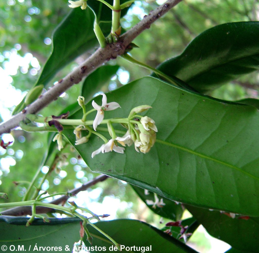 Picconia excelsa - Pau-branco - Árvores e Arbustos de Portugal