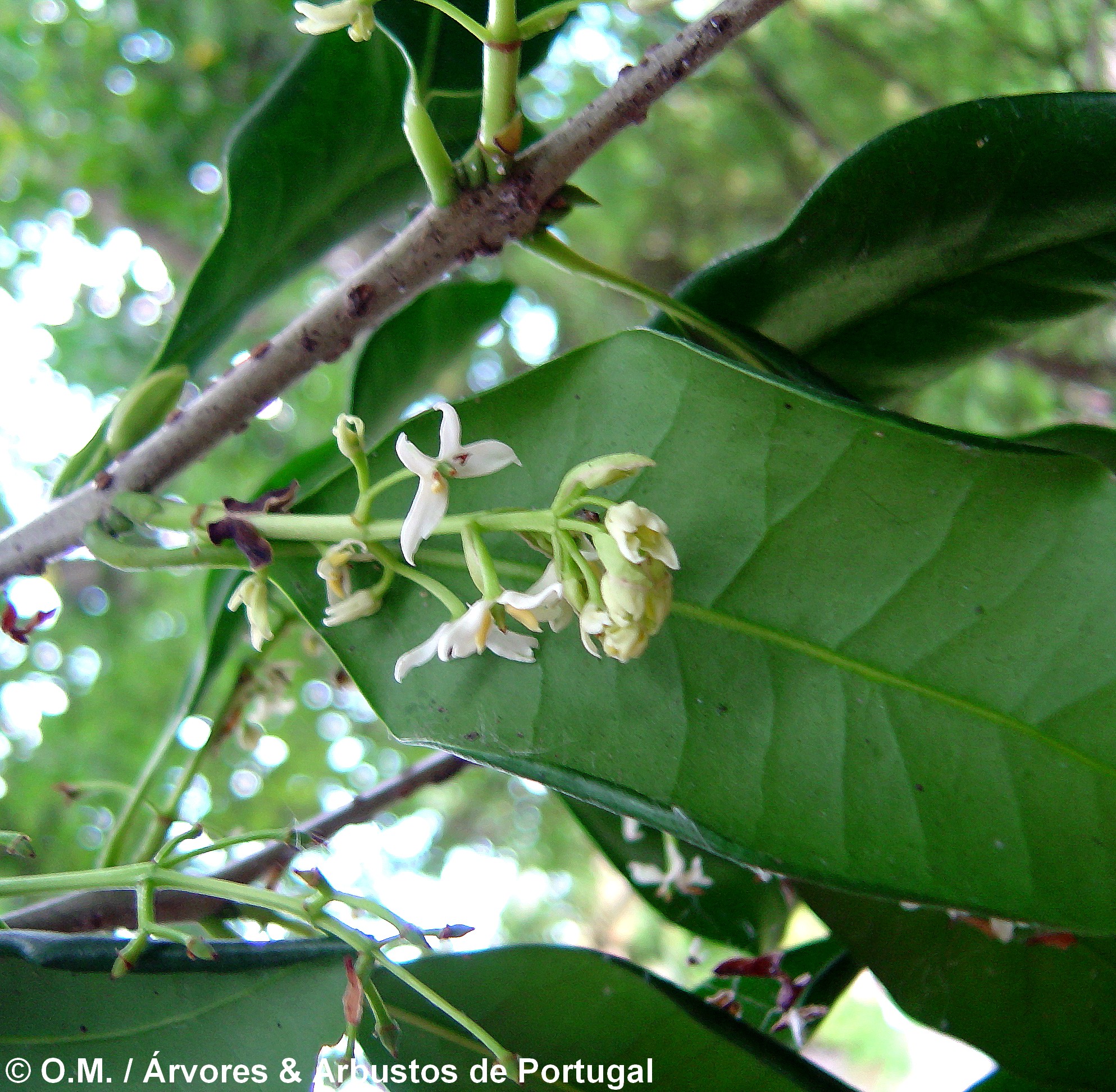 Picconia excelsa - Pau-branco - Árvores e Arbustos de Portugal
