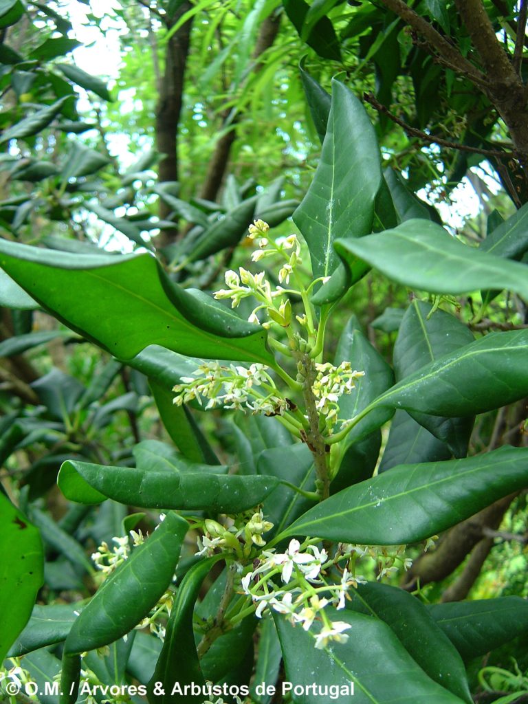 Picconia excelsa - Pau-branco - Árvores e Arbustos de Portugal