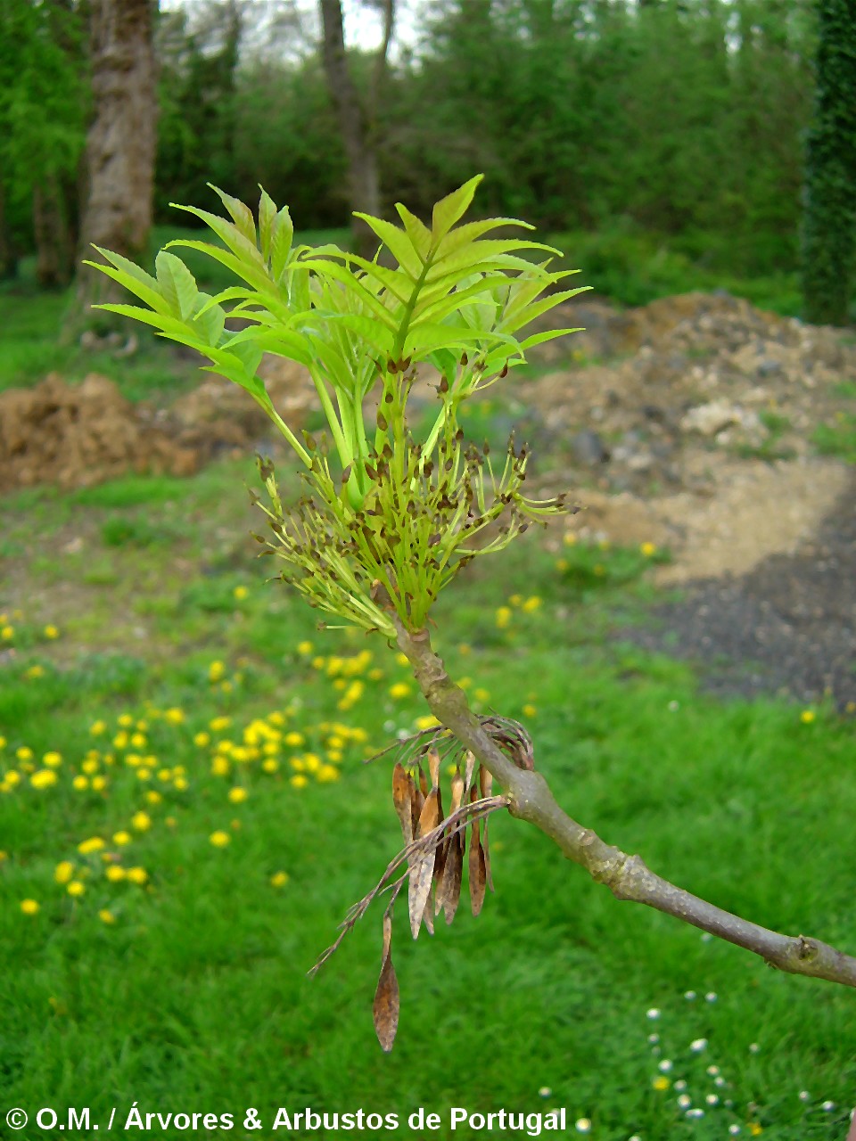 Fraxinus excelsior - Freixo-europeu - Árvores e Arbustos de Portugal
