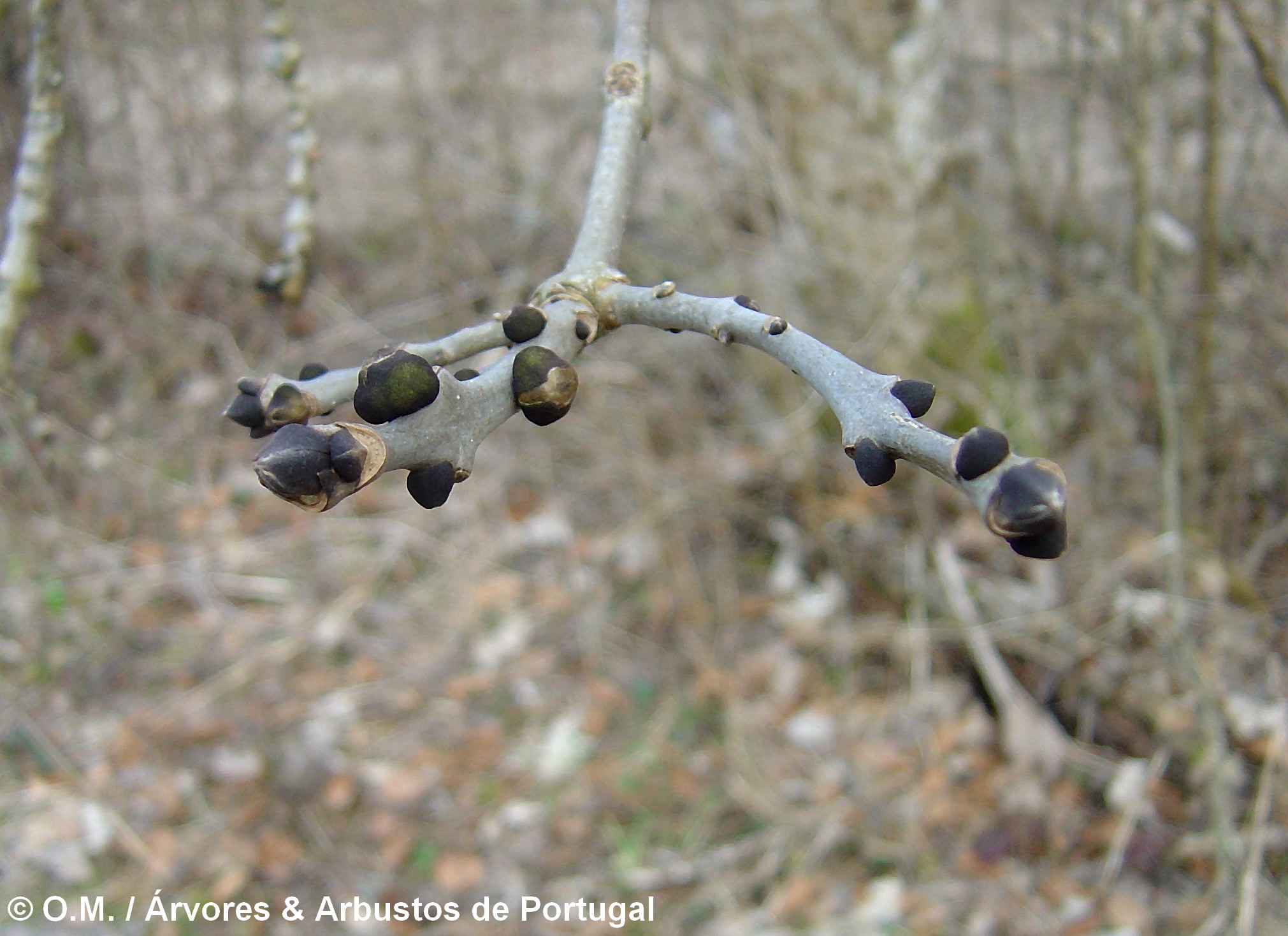 Fraxinus excelsior - Freixo-europeu - Árvores e Arbustos de Portugal
