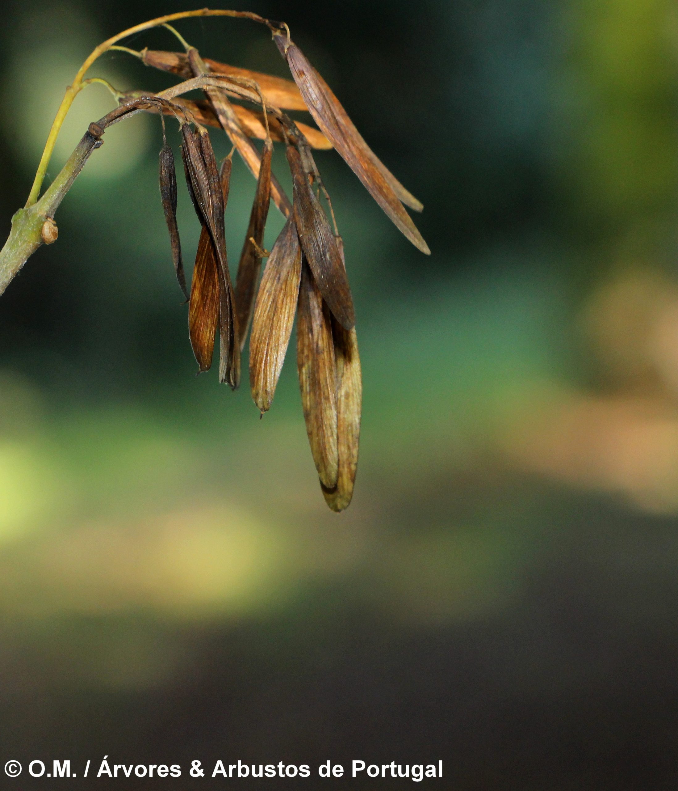 Fraxinus ornus - Freixo-florido - Árvores e Arbustos de Portugal