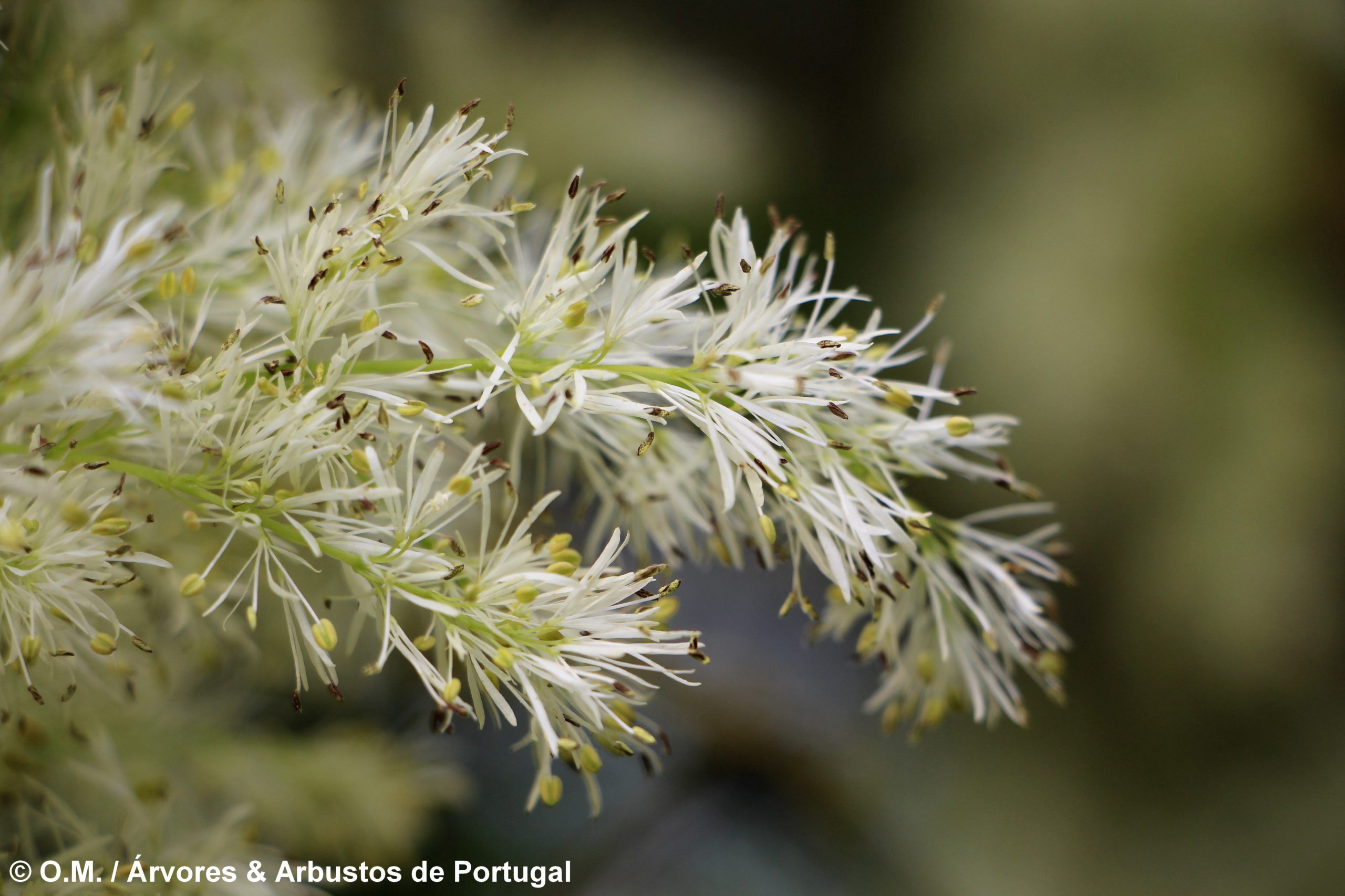 Fraxinus ornus - Freixo-florido - Árvores e Arbustos de Portugal