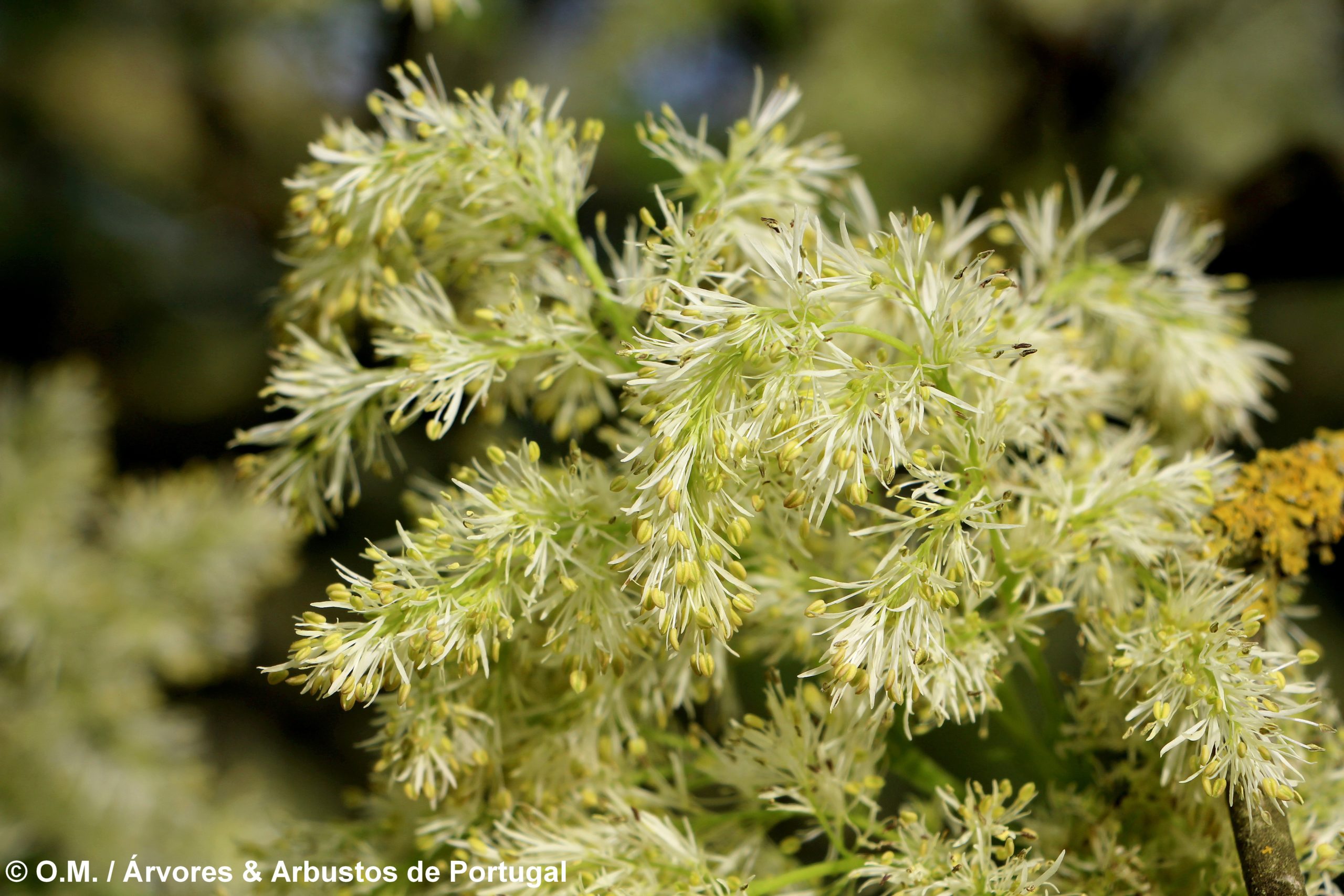 Fraxinus ornus - Freixo-florido - Árvores e Arbustos de Portugal