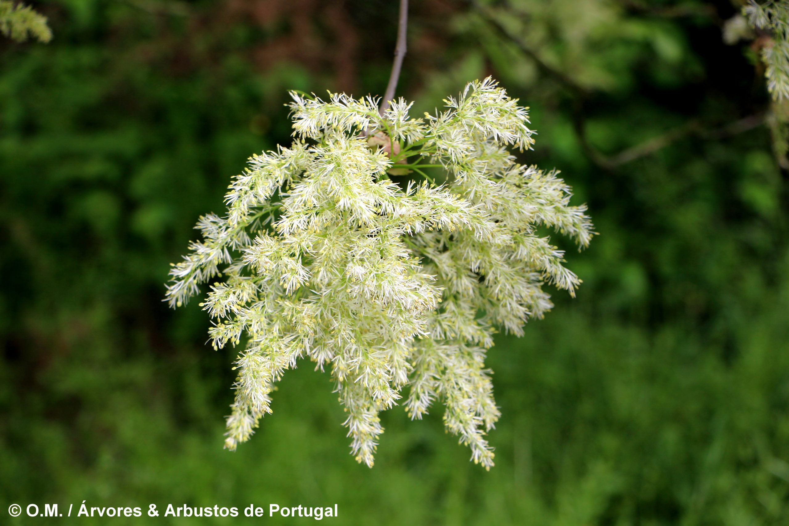 Fraxinus ornus - Freixo-florido - Árvores e Arbustos de Portugal