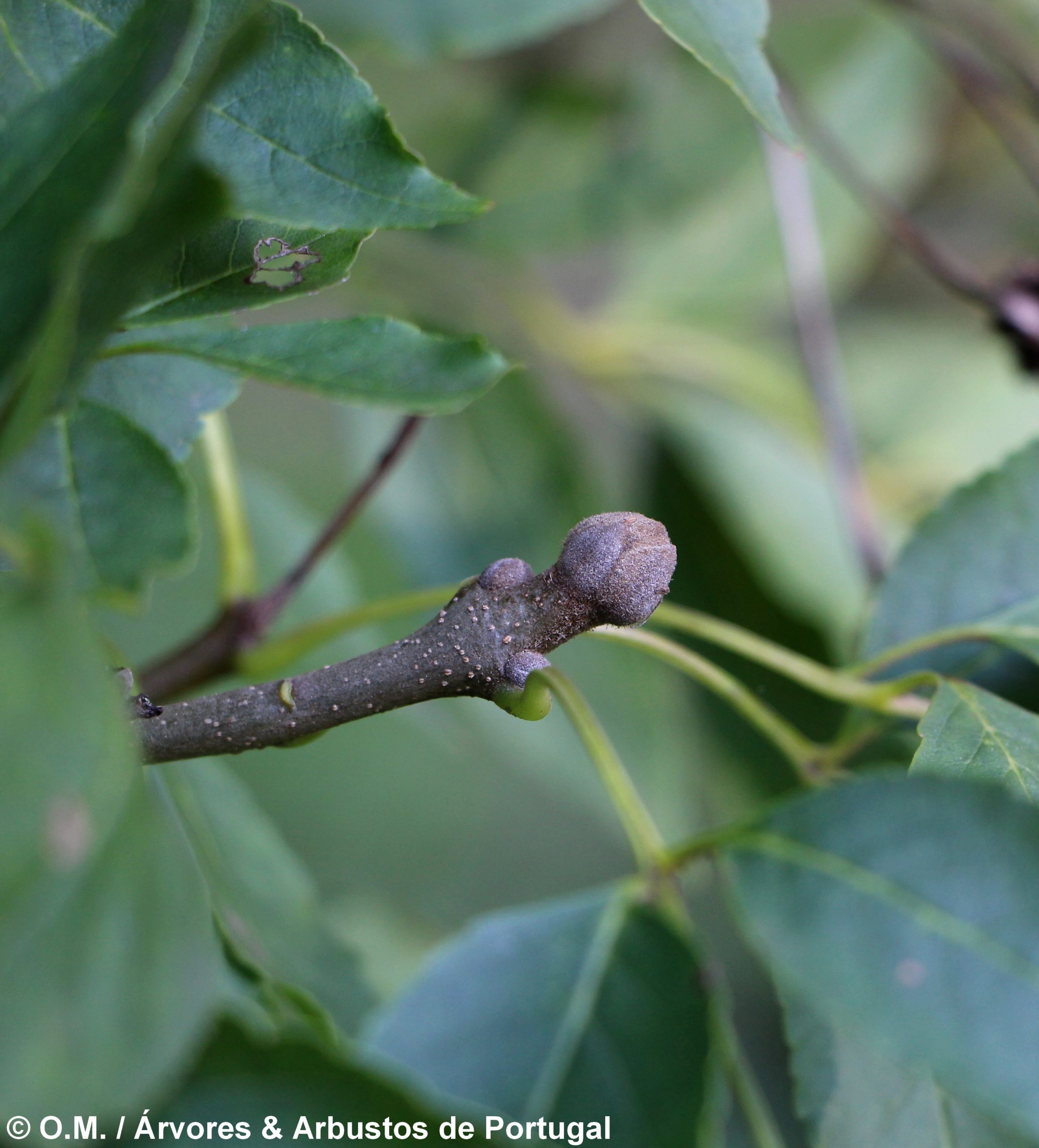 Fraxinus ornus - Freixo-florido - Árvores e Arbustos de Portugal