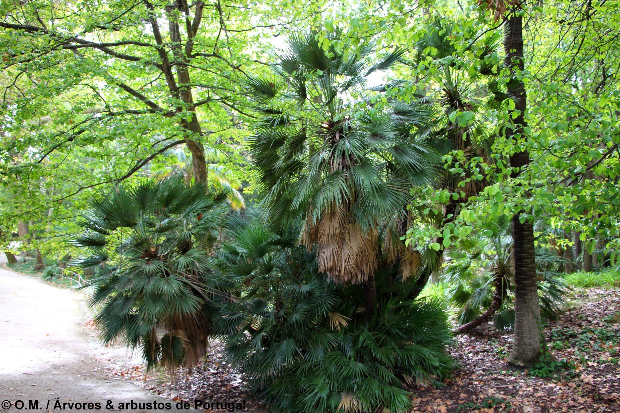 Celtis australis - Lódão-bastardo, Agreira - Árvores e Arbustos de Portugal