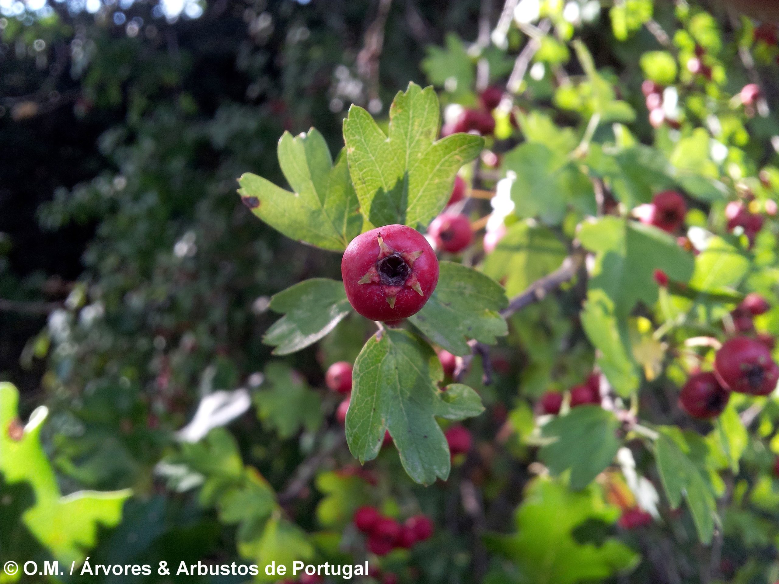 Crataegus monogyna - Pilriteiro - Árvores e Arbustos de Portugal