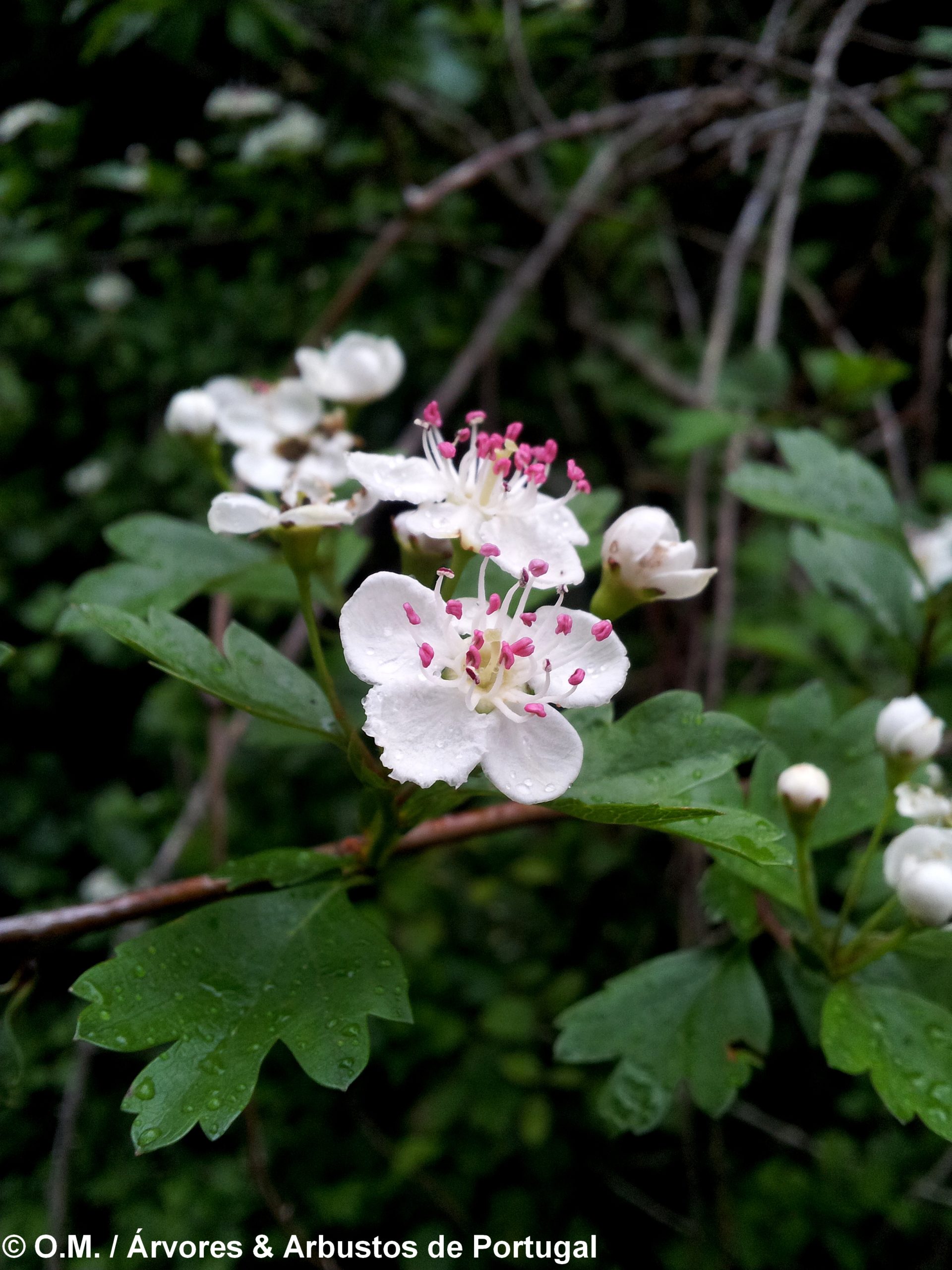 Crataegus monogyna - Pilriteiro - Árvores e Arbustos de Portugal