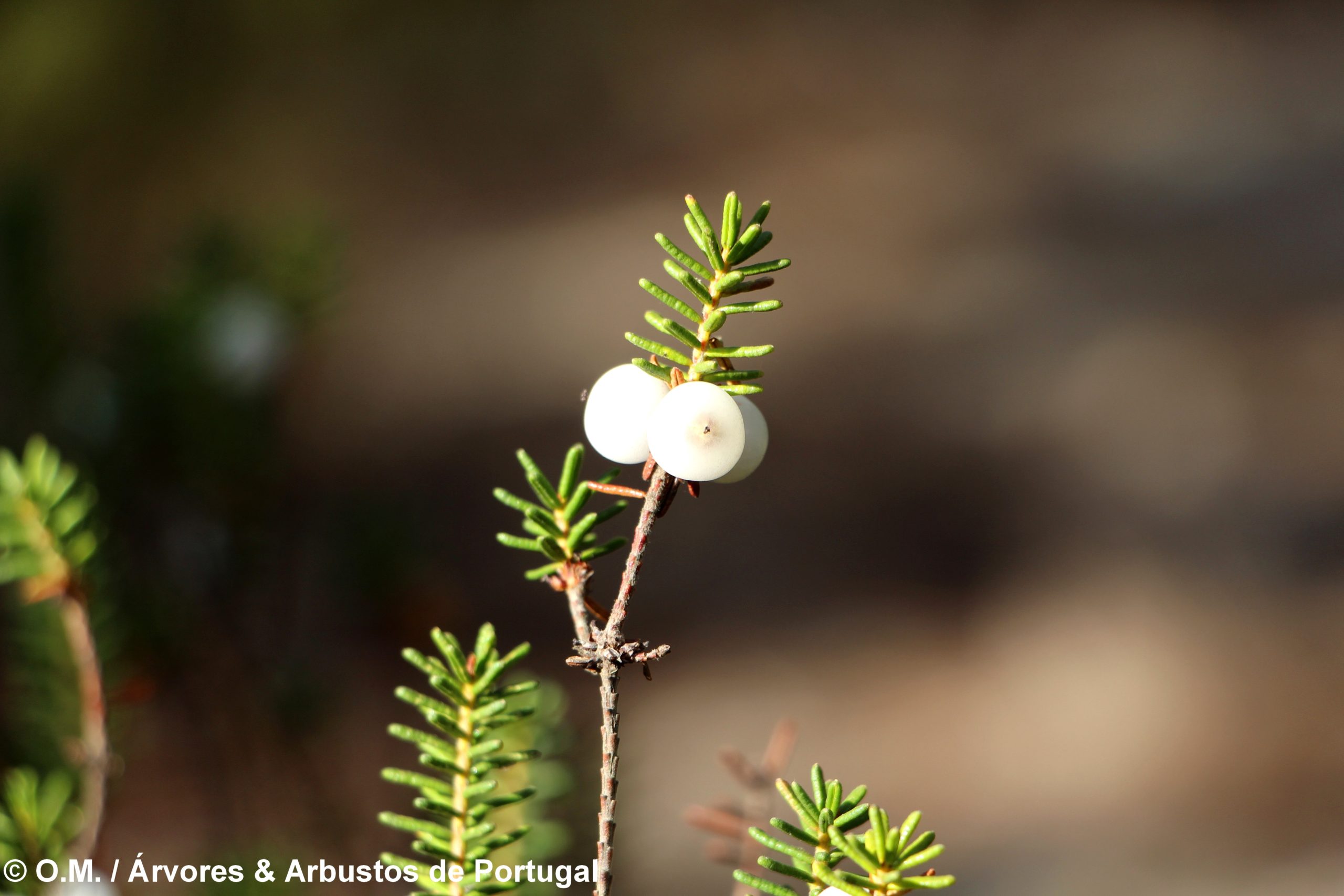 Corema album - Camarinha - Árvores e Arbustos de Portugal