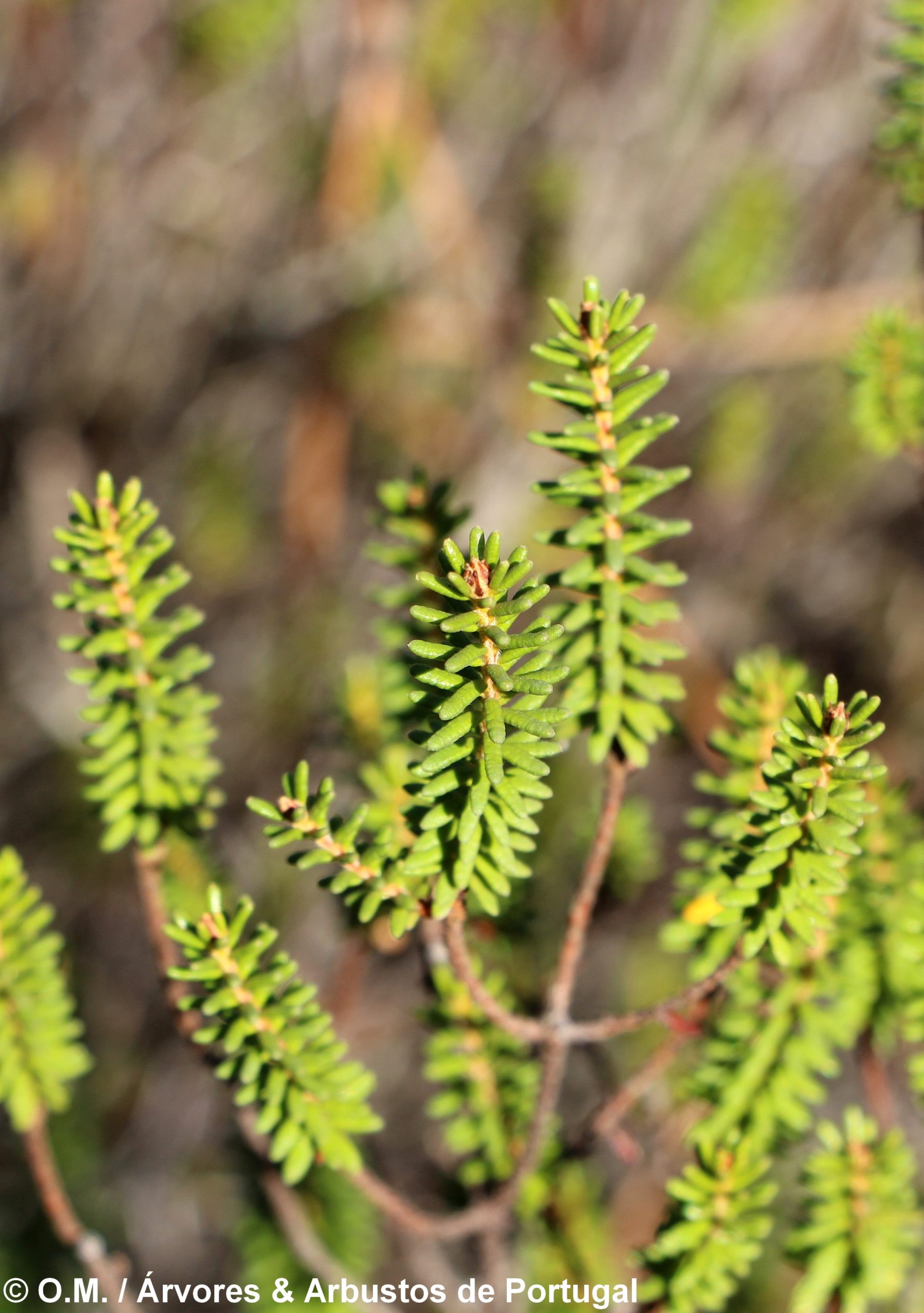 Corema album - Camarinha - Árvores e Arbustos de Portugal
