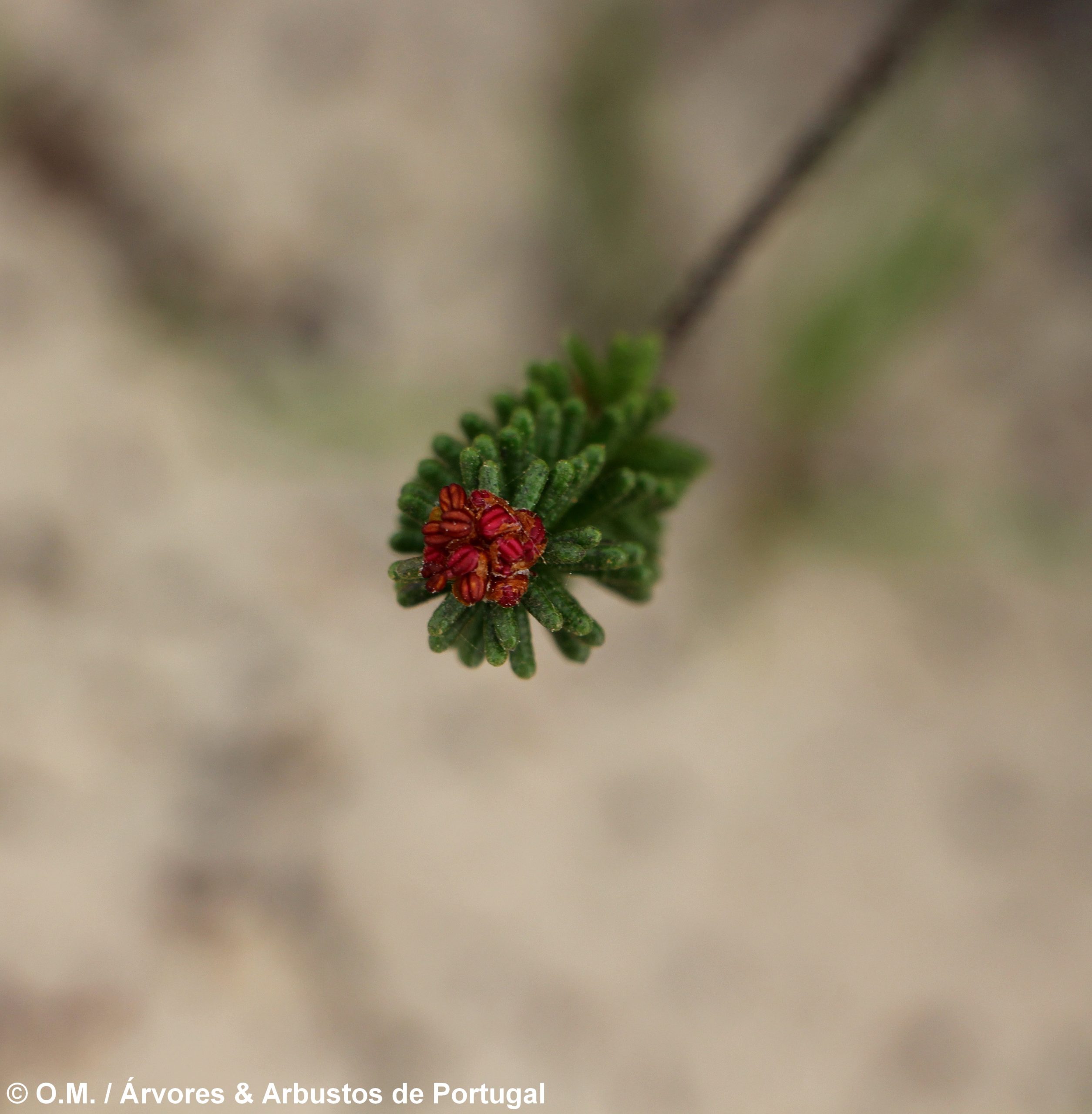 Corema album - Camarinha - Árvores e Arbustos de Portugal