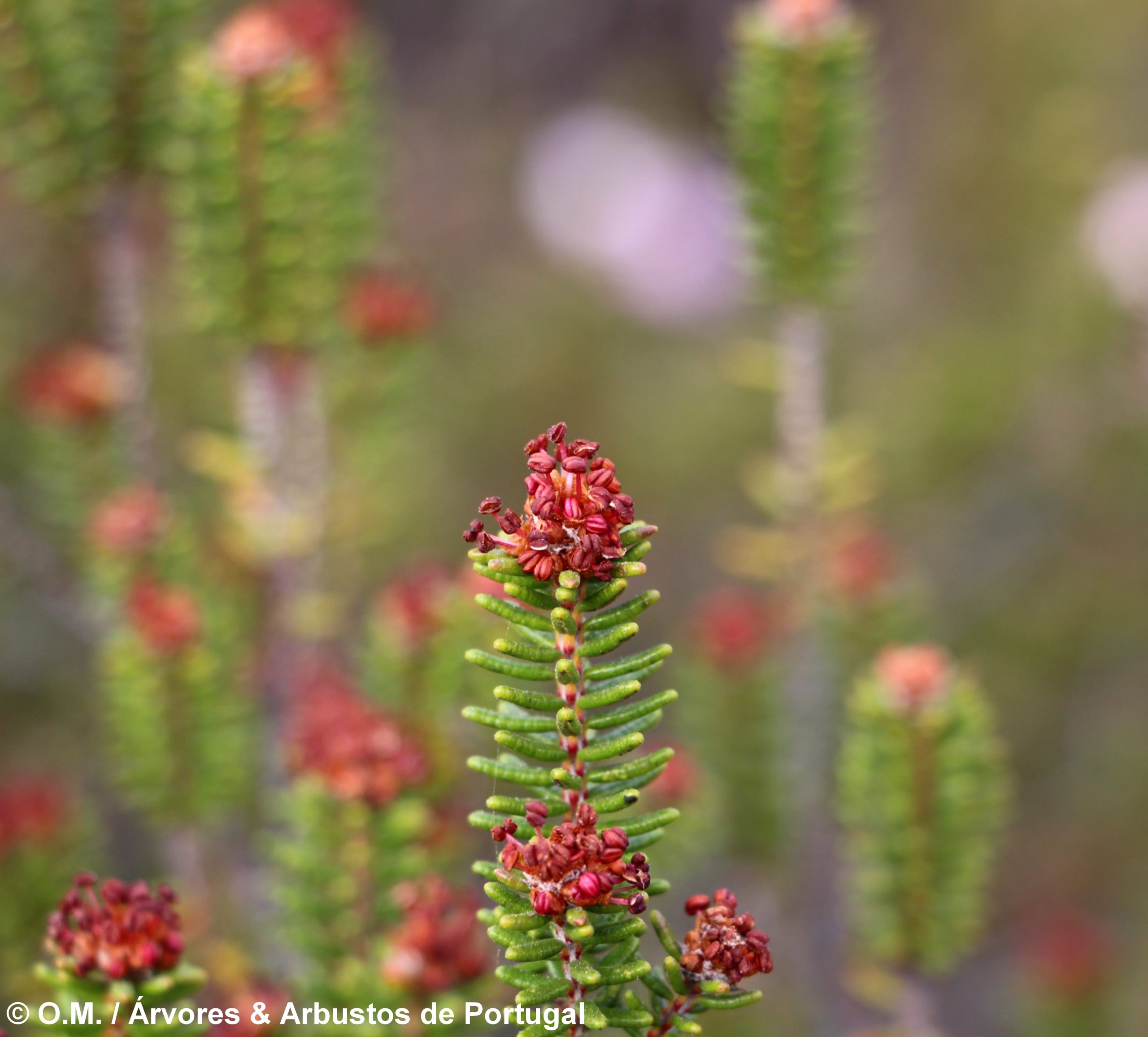 Corema album - Camarinha - Árvores e Arbustos de Portugal