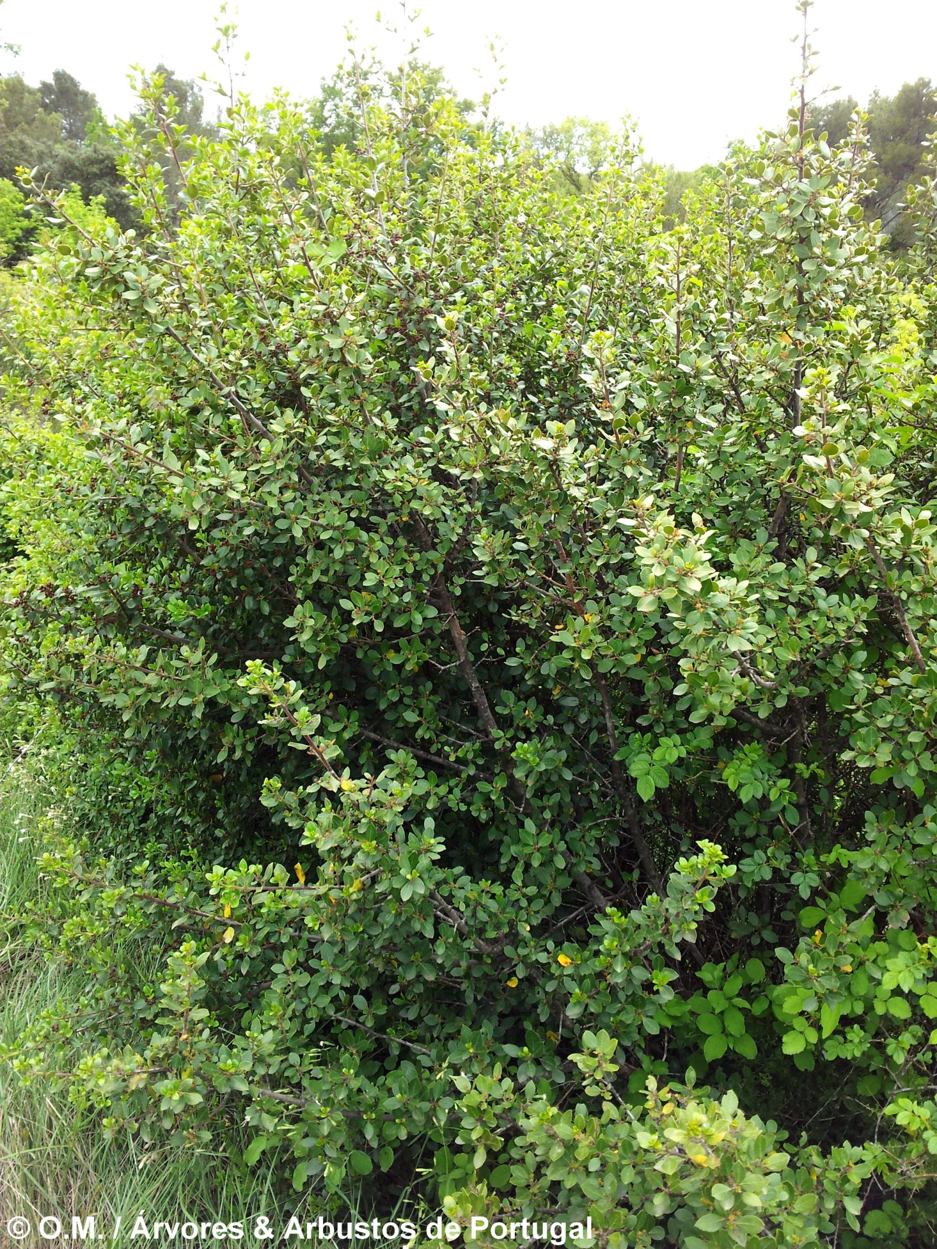 Rhamnus alaternus - Sanguinho-das-Sebes