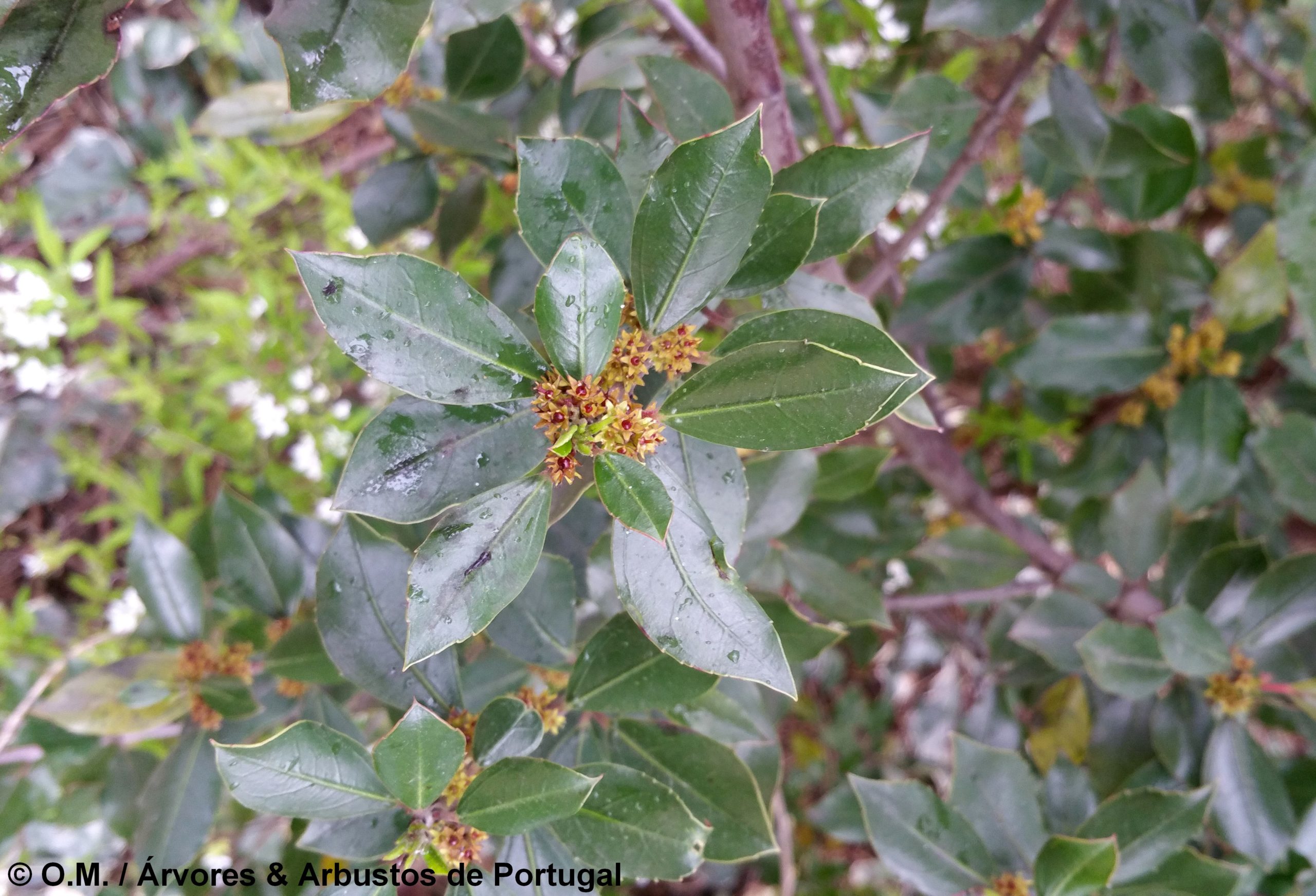 Rhamnus alaternus - Sanguinho-das-Sebes
